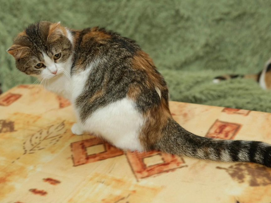 Кошка