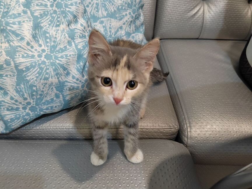 Найдена кошка