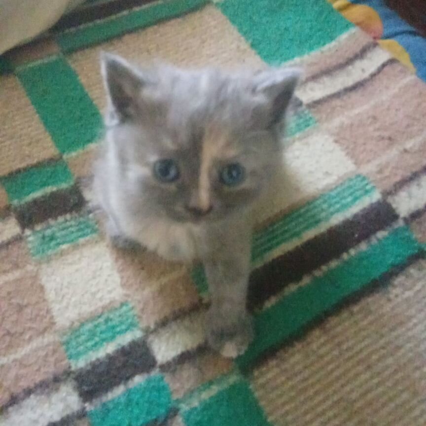 Поло британцы