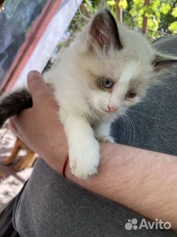 Котики
