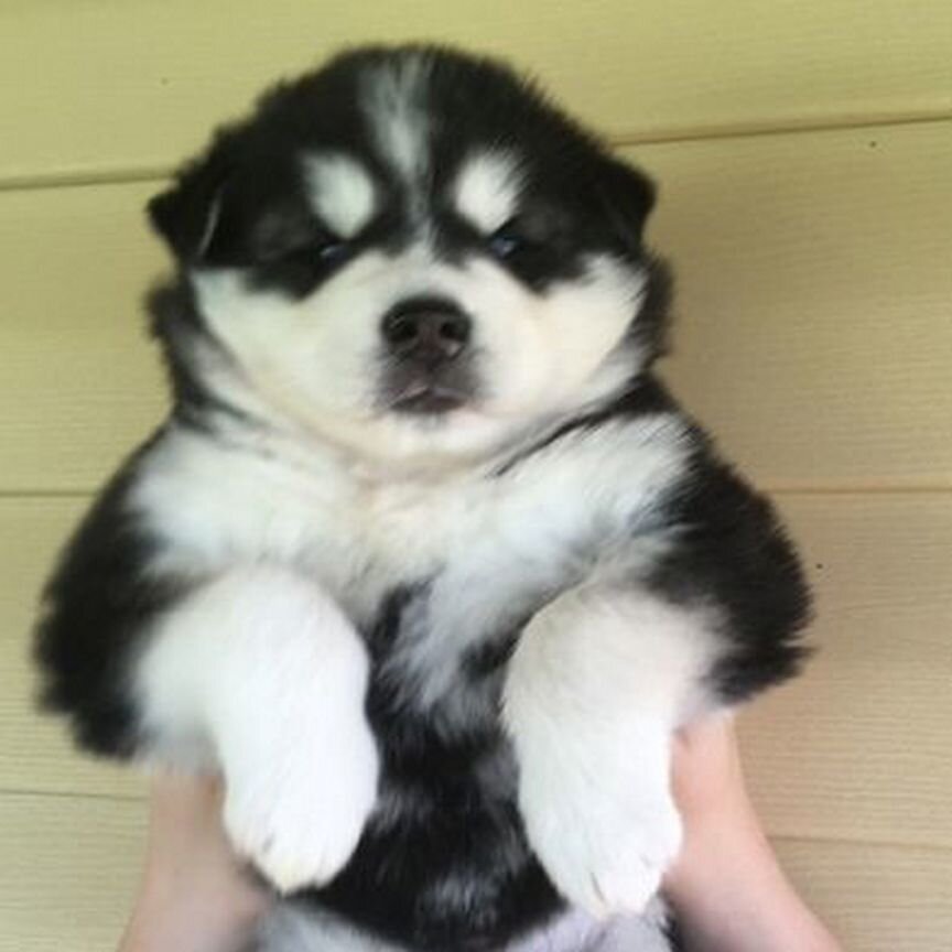 Красавцы щенки с красивыми масочками