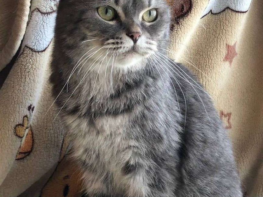 Кошечка, серо тигровая, около 1.5лет