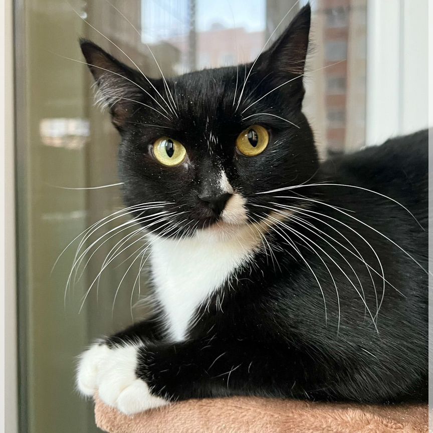 Взрослая, Девочка кошка в добрые руки