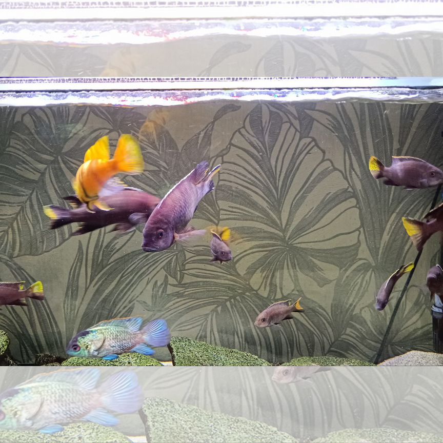 Псевдотрофеус Ацей итунги