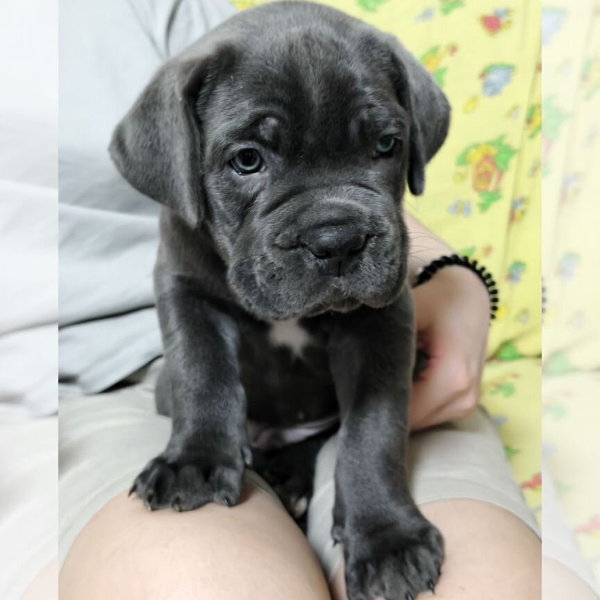 Кане-корсо, щенок