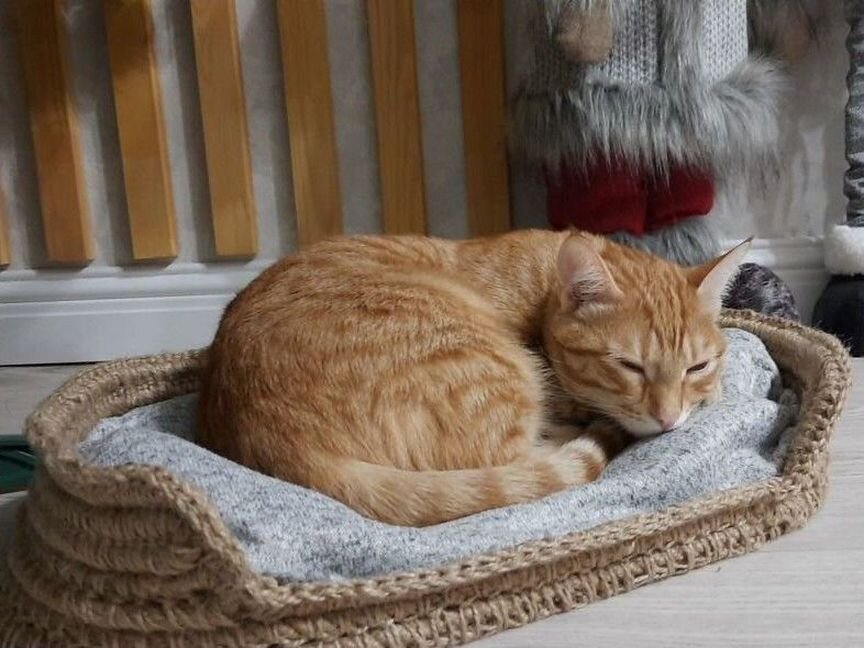 Добрый рыжий кот Фантик