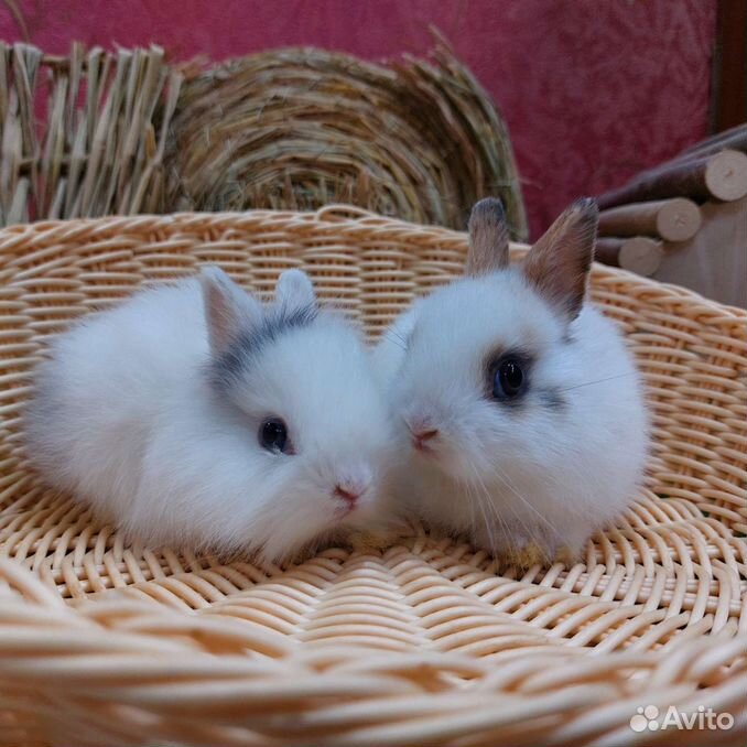 Декоративные кролики мини