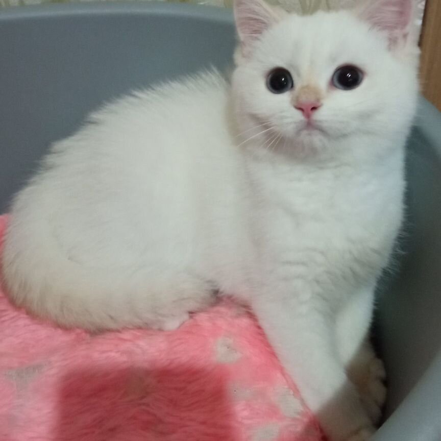 Золотой котик