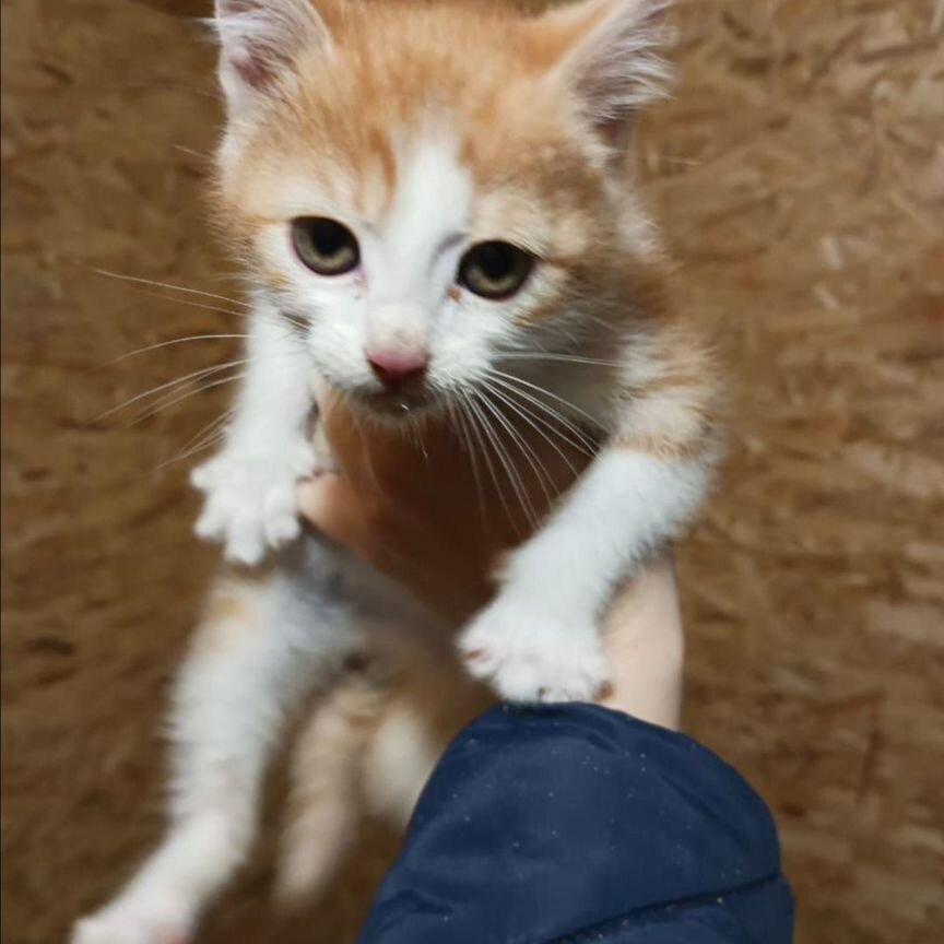 Котята добрым людям в дар