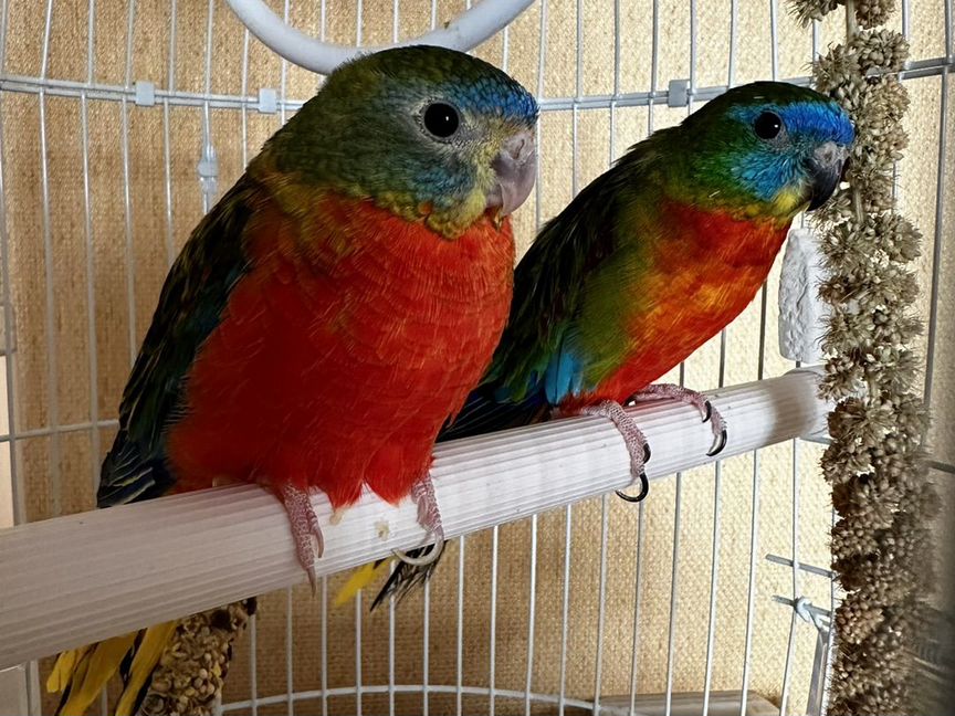 Глянцевые попугаи