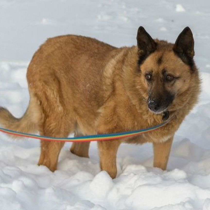 Взрослая собака в добрые руки