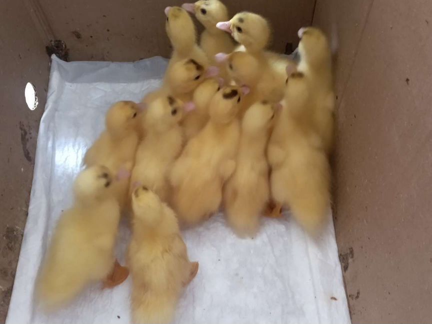 Индоутята,индоутак на племя