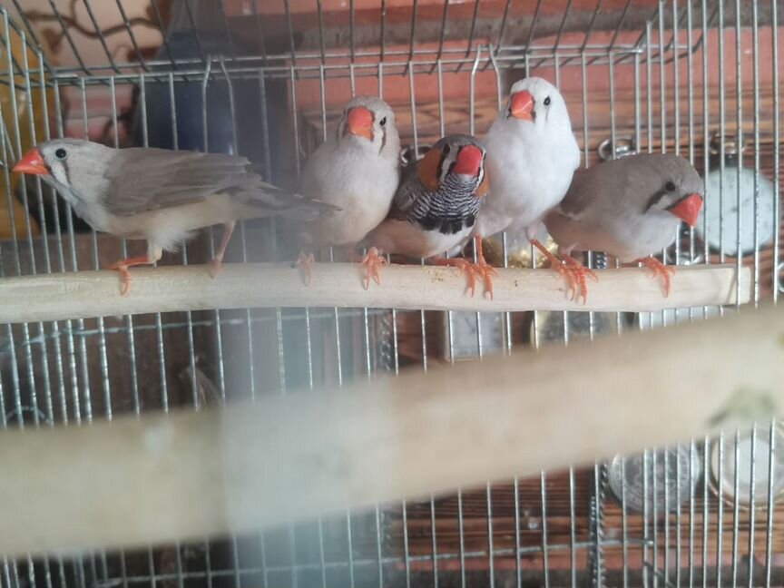 Зебровые амадины