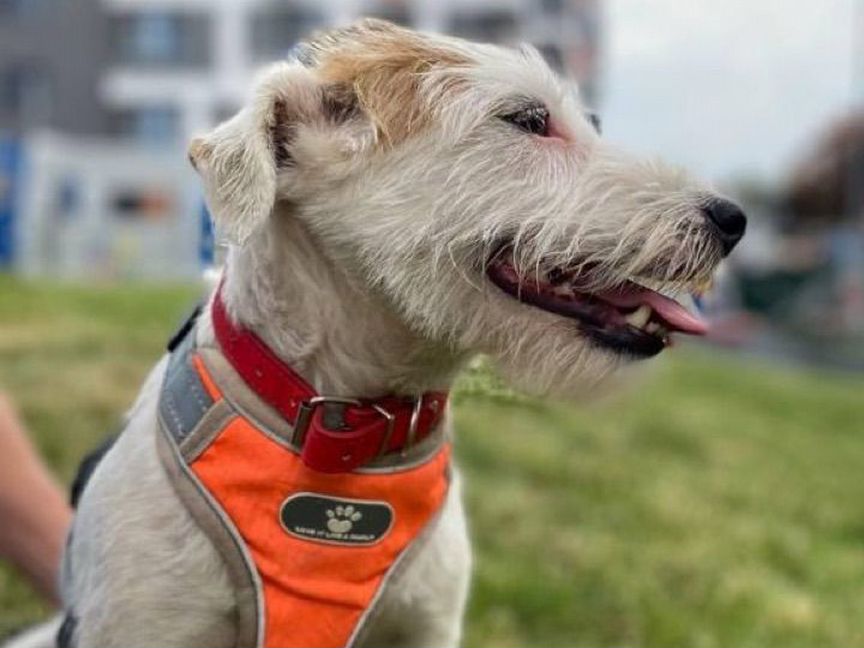 Маленькая собака Шуня 10 кг в добрые руки