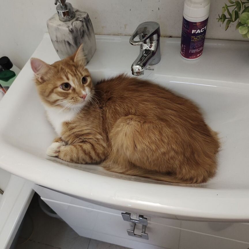 Кот