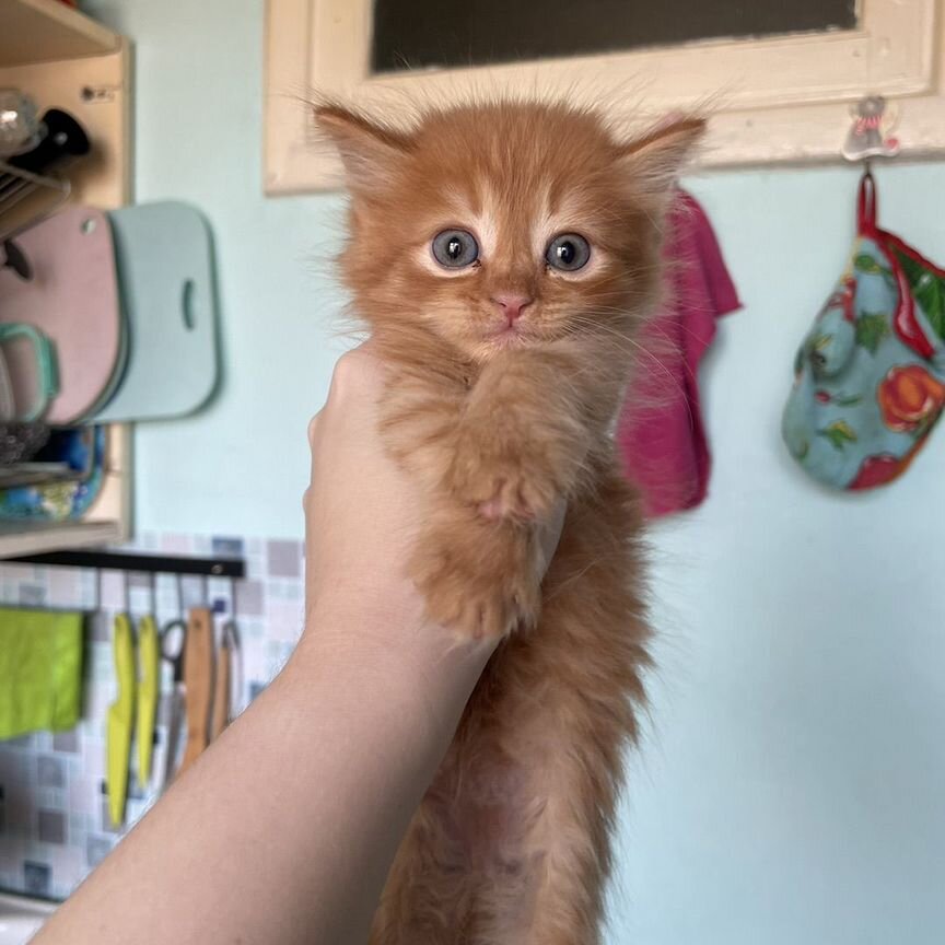 Рыжие котятки мальчики