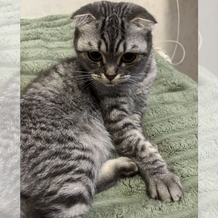 Шотландская вислоухая короткошёрстная, взрослая кошка