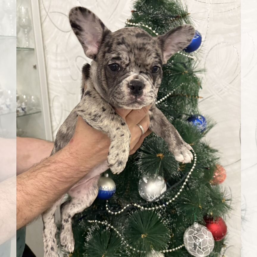 Французский бульдог, щенок