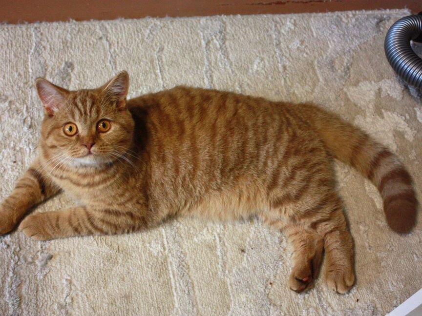 Шотландский красивый котёнок