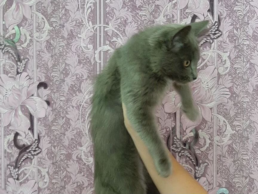 Кошка