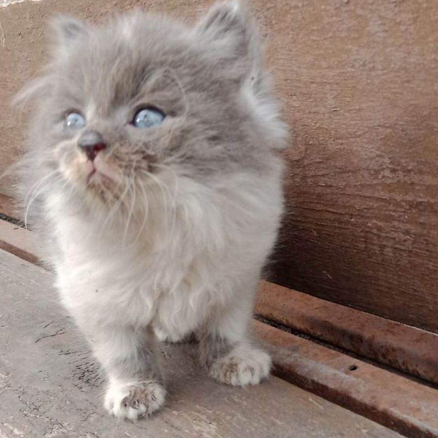 Сибирский котёнок