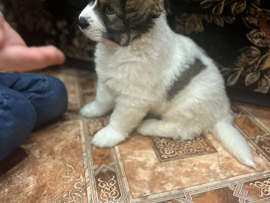 Отдам в добрые руки,отличного сторожевого пса