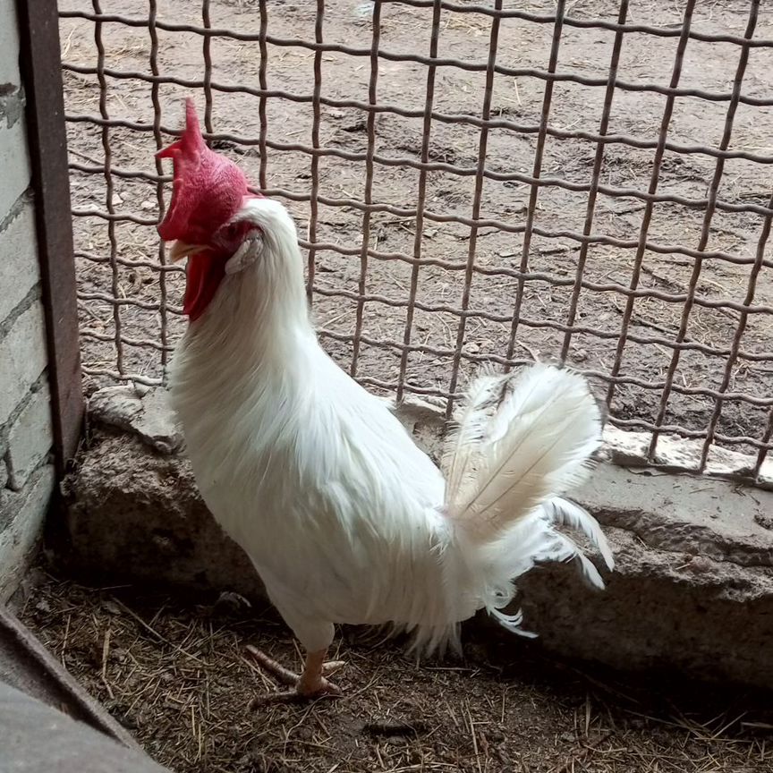 Молодые петухи