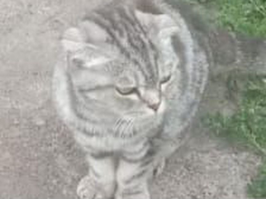 Кошка выживает на улице