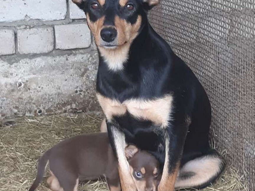 Щенки келпи