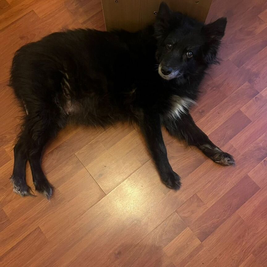 Отдадим собаку в хорошие,добрые руки