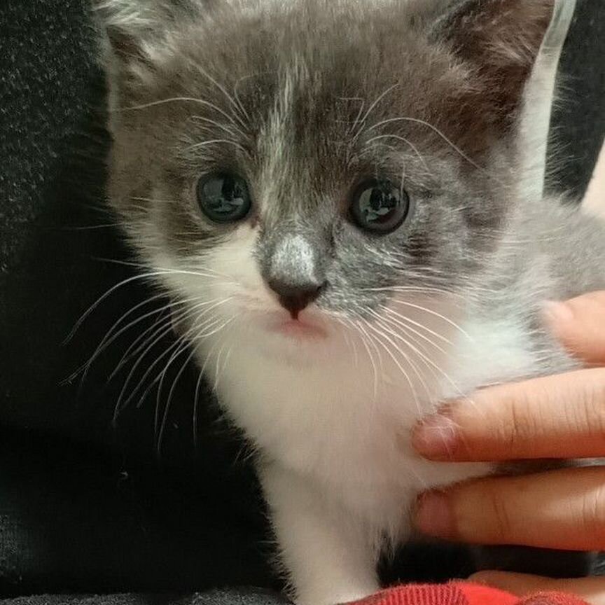 Котёнок девочка