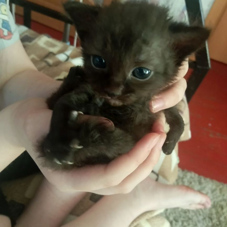 Сибирский котёнок