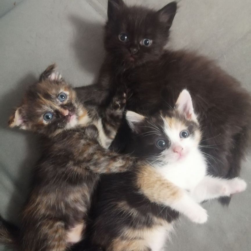 Котята в добрые руки