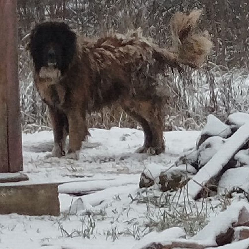 Кавказская овчарка, взрослая собака