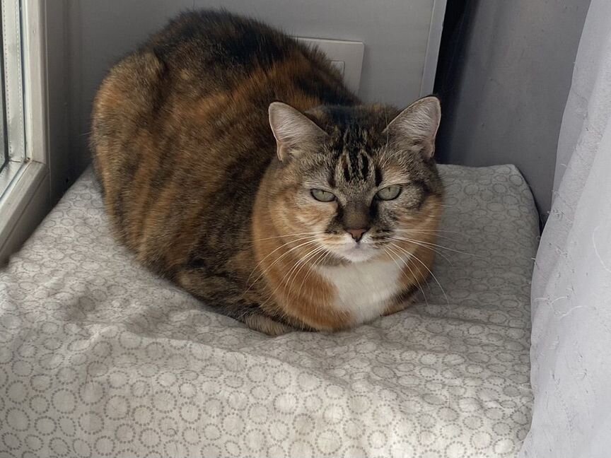 Кошка в добрые руки