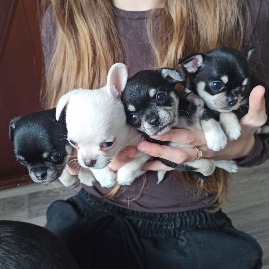 Чихуахуа, щенок