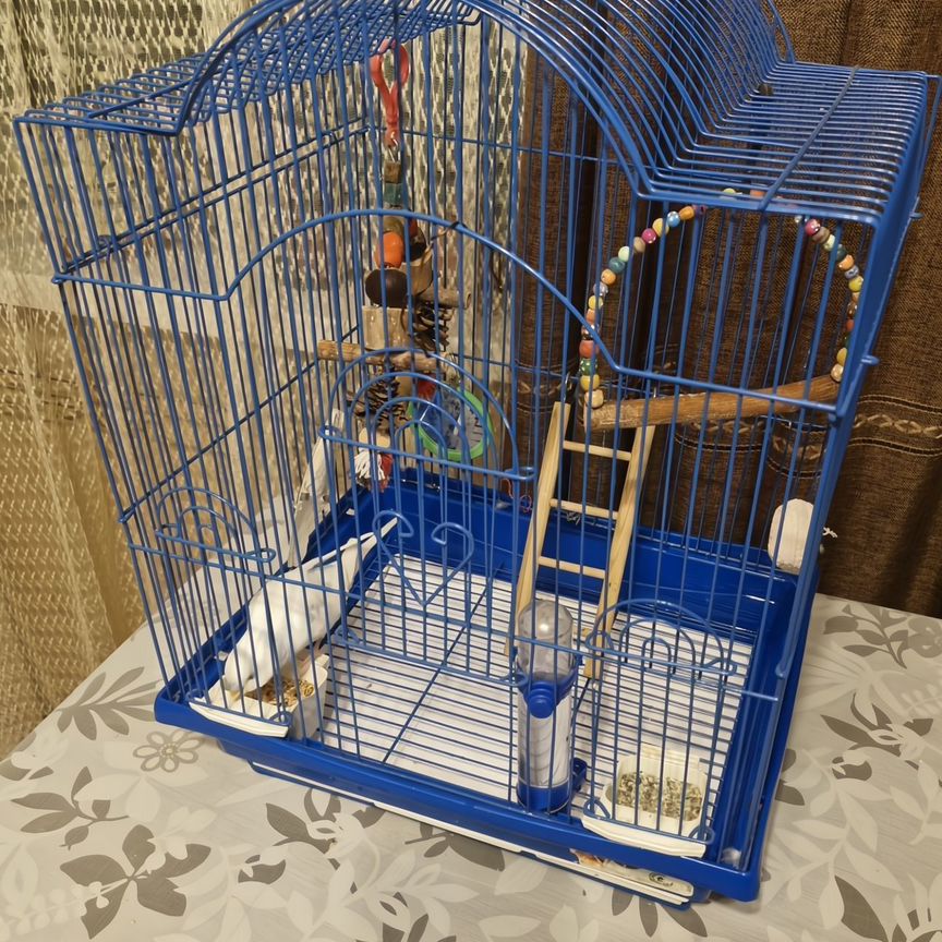 Волнистый попугай с клеткой