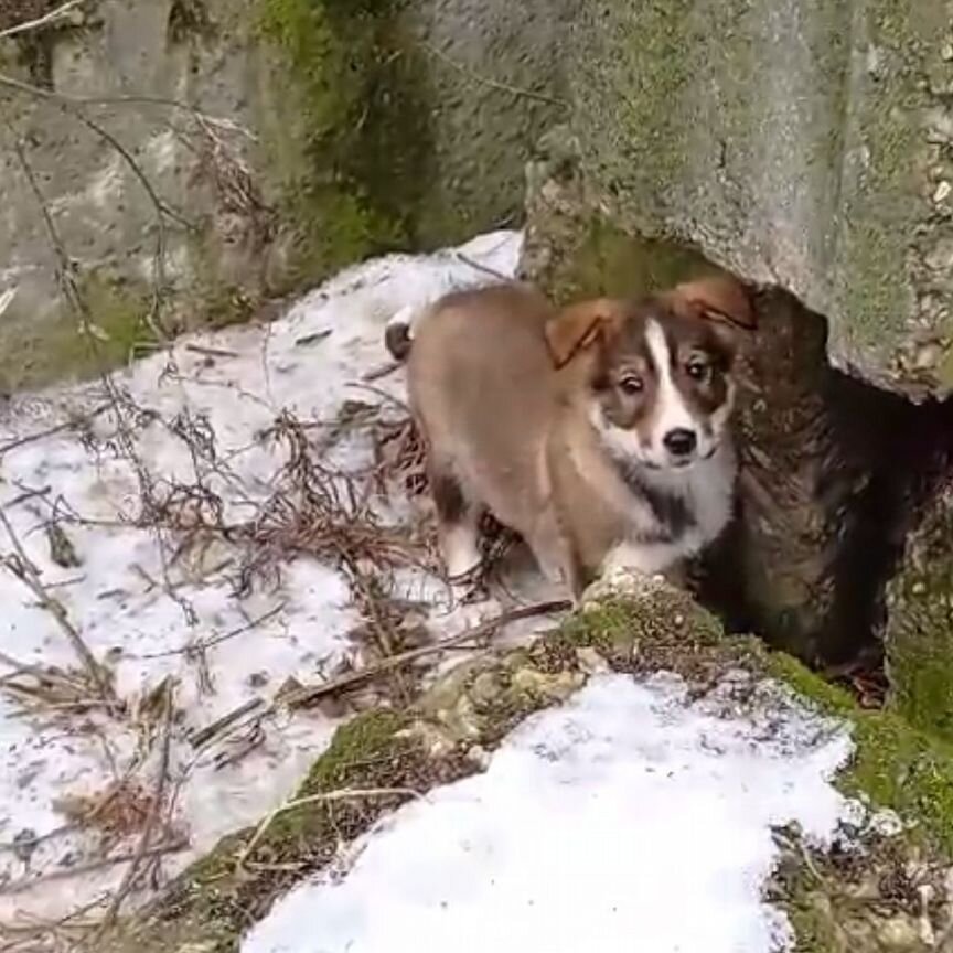 Щенки в добрые руки