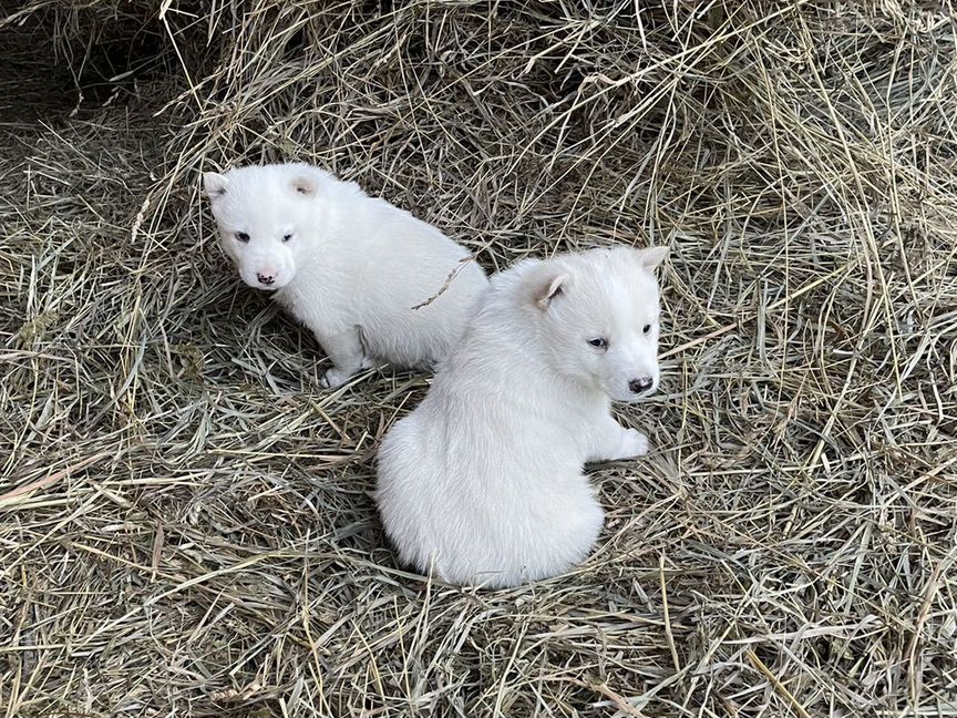 Продам лайчат