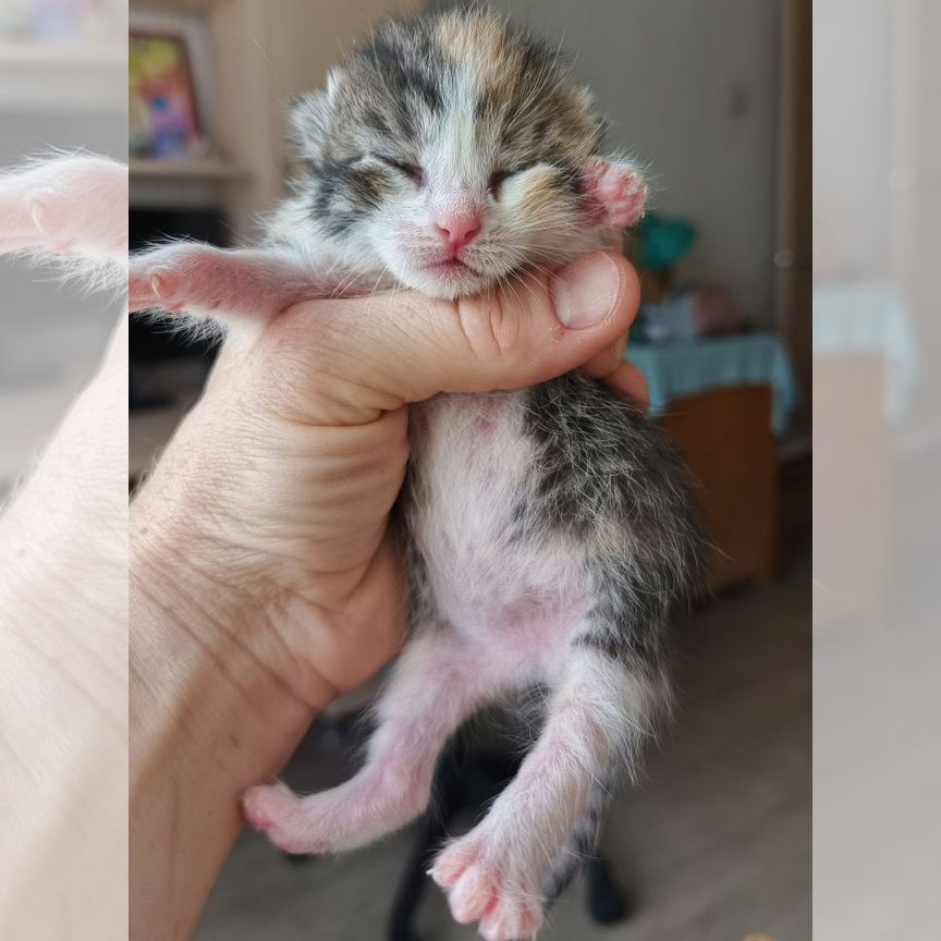Котята в добрые руки бесплатно