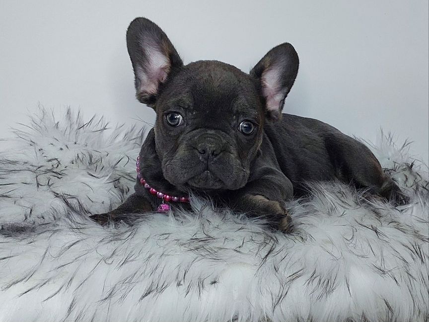 Французский бульдог