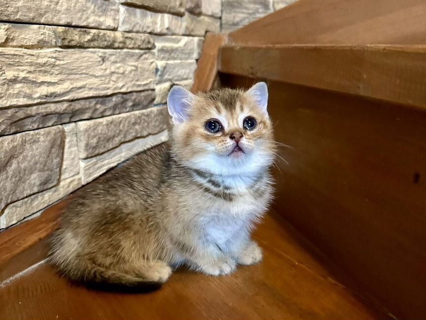Шотландские котята разных окрасов