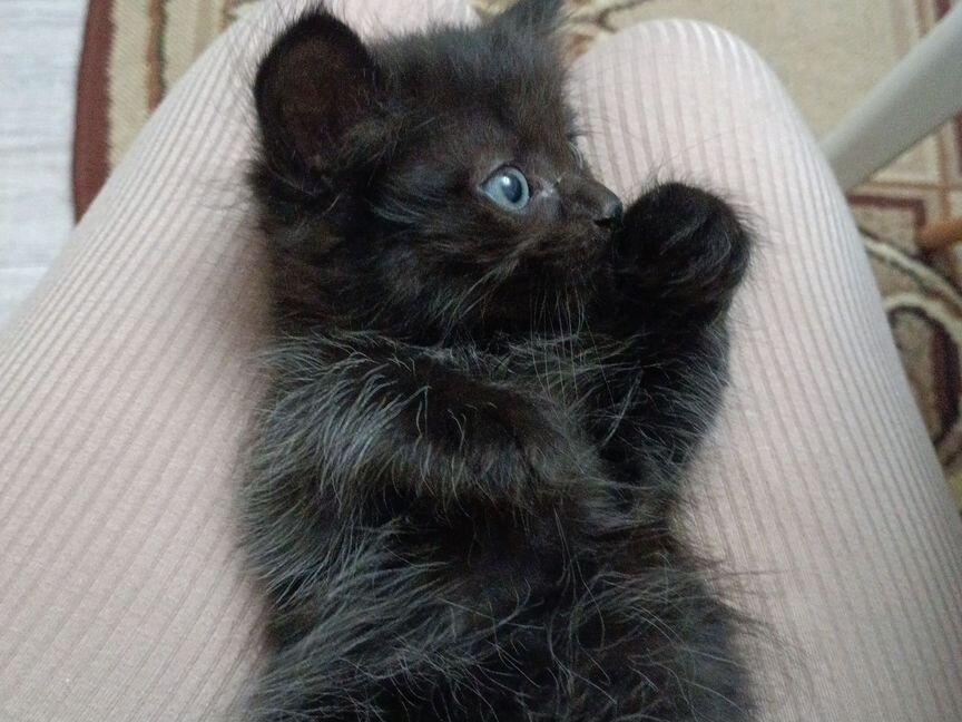 Кошки в добрые руки бесплатно