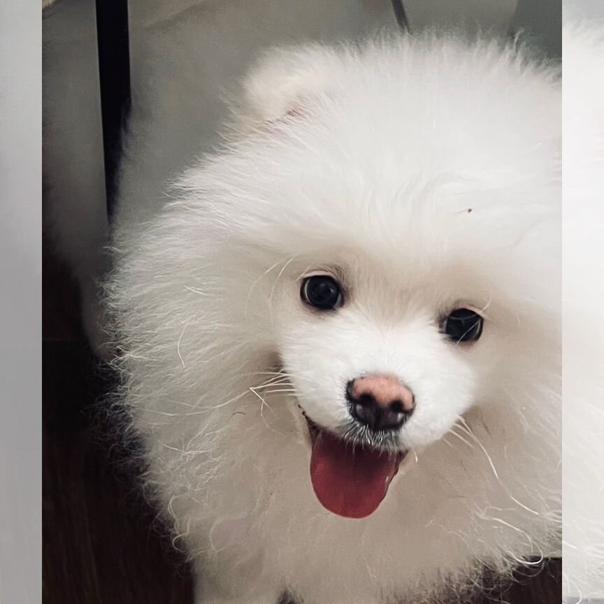 Японский шпиц, щенок