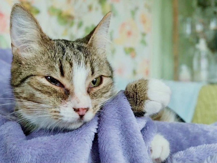 Кошка в дар