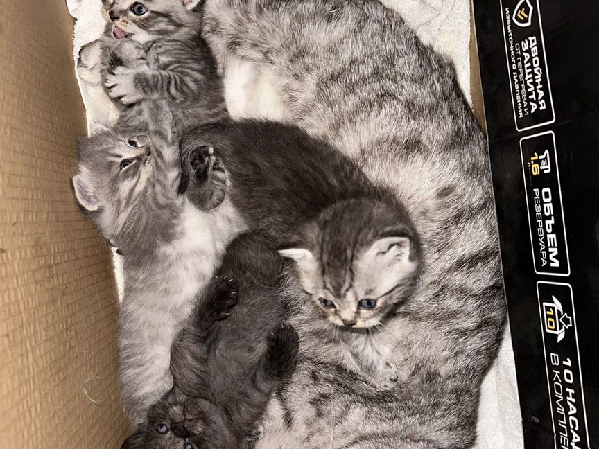 Британцы котята