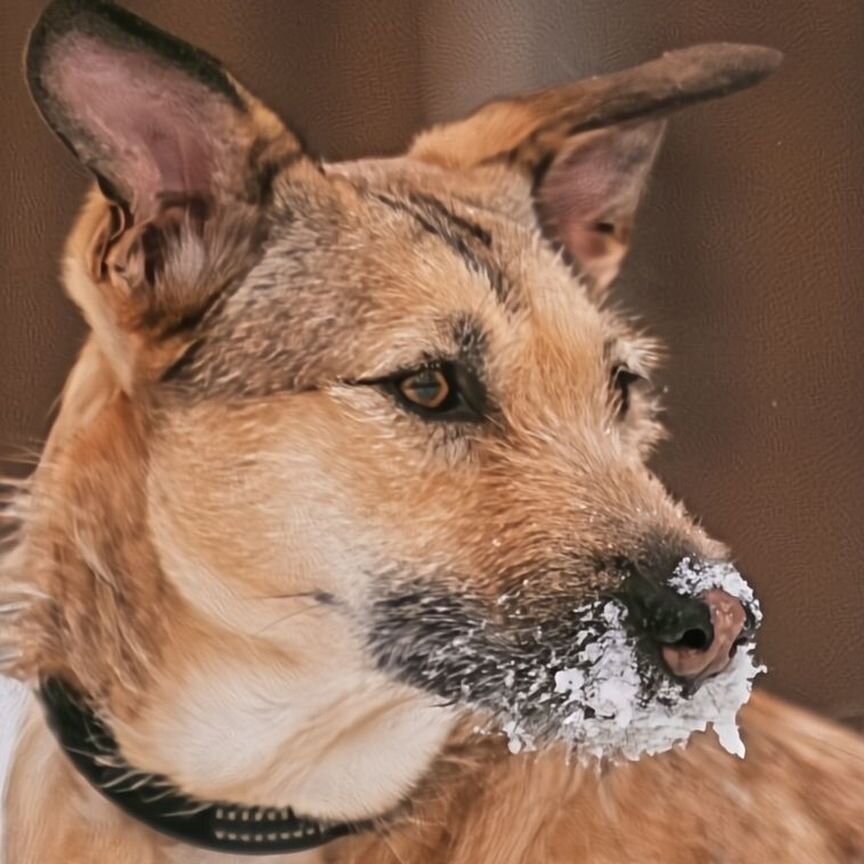 Взрослая собака в добрые руки
