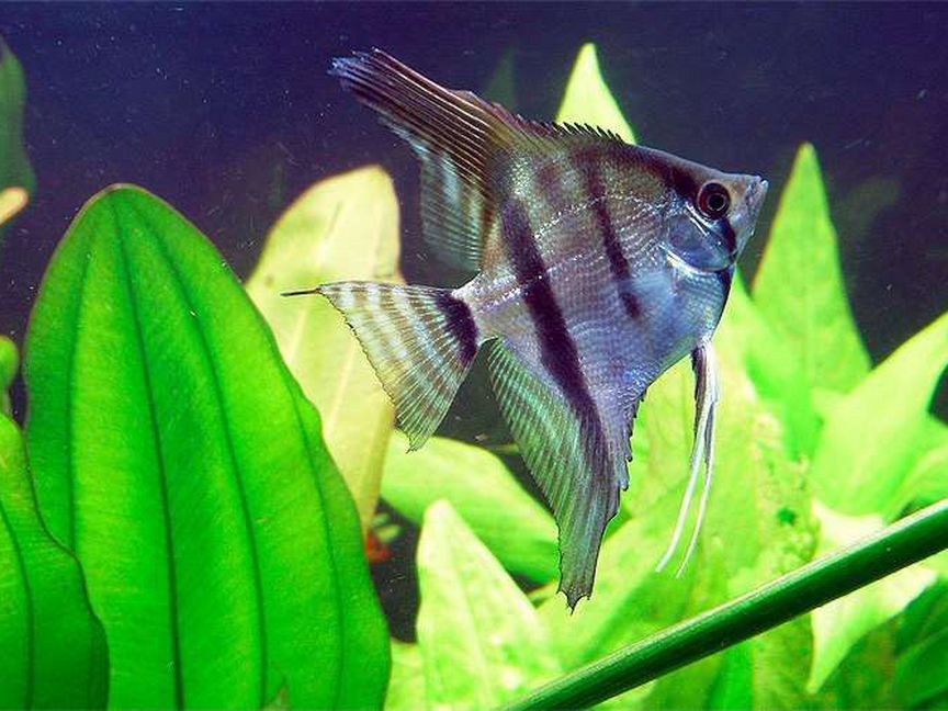 Красотки скалярии, доставка по городу