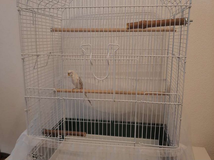 Волнистые попугаи с клеткой