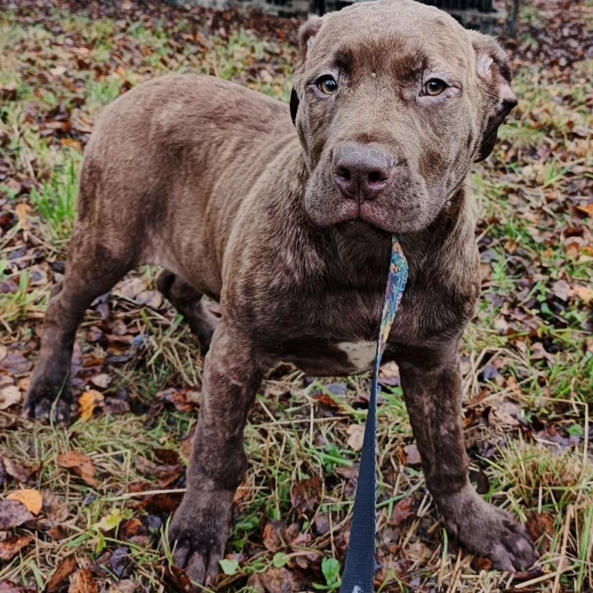 Бурбуль, щенок